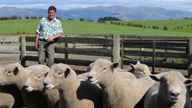 Southdown Sheep Society, NZ » Blog Archive » Stockmanship and pedigree ...