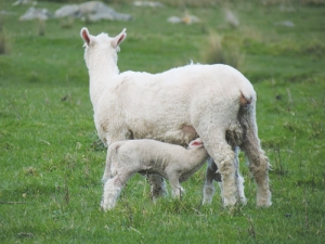 Southdown Sheep Society, NZ » Blog Archive » Easy lambing with lambs ...