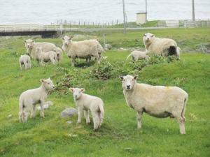 Southdown Sheep Society, NZ » Research & Development