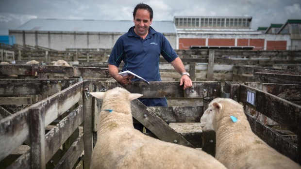 Southdown Sheep Society, NZ » Blog Archive » Ram buyers after sheep ...