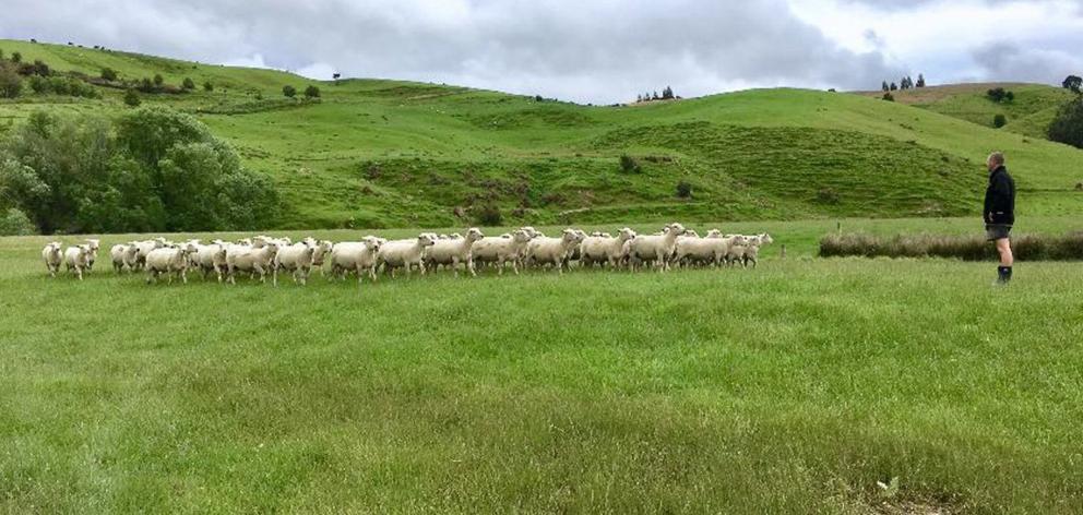 Southdown Sheep Society, NZ » Blog Archive » All about taking Southdown ...
