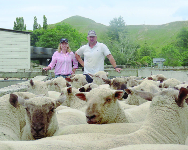 Southdown Sheep Society, NZ » Blog Archive » ‘Big and meaty’ rams in ...