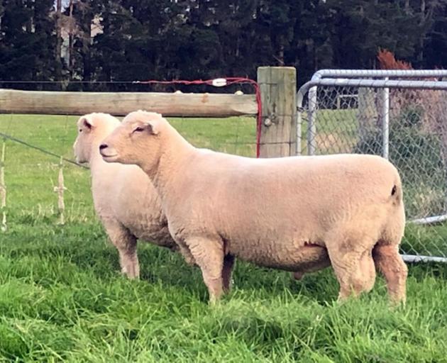 Southdown Sheep Society, NZ » Ram Sales
